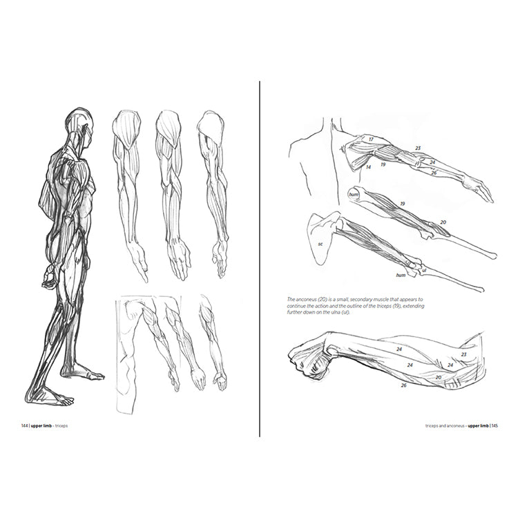 Morpho: Anatomy for Artists – ARCH Art Supplies